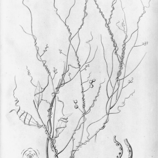 Love-Vine (Cassytha Filiformis) Plant Care & How to Grow, Water