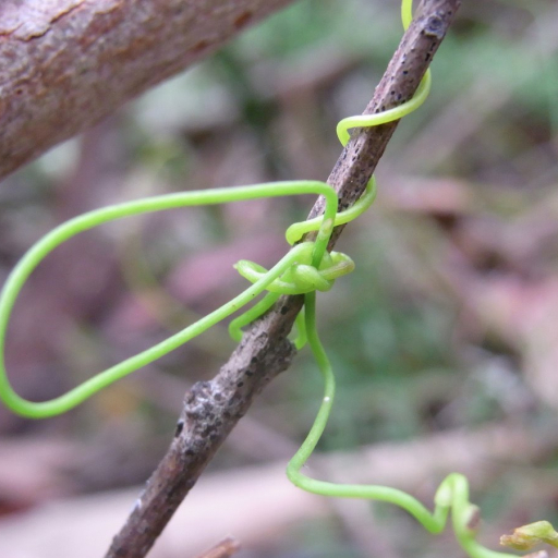 Slender Devil's Twine (Cassytha Glabella) Plant Care & How to Grow, Water