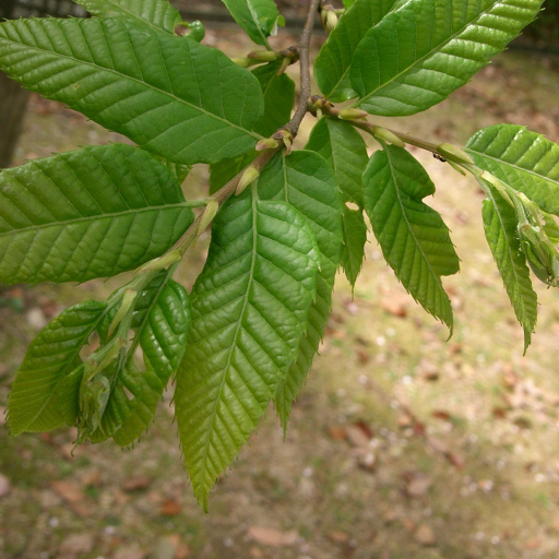 Japanese Chestnut (Castanea Crenata) Plant Care & How to Grow, Water