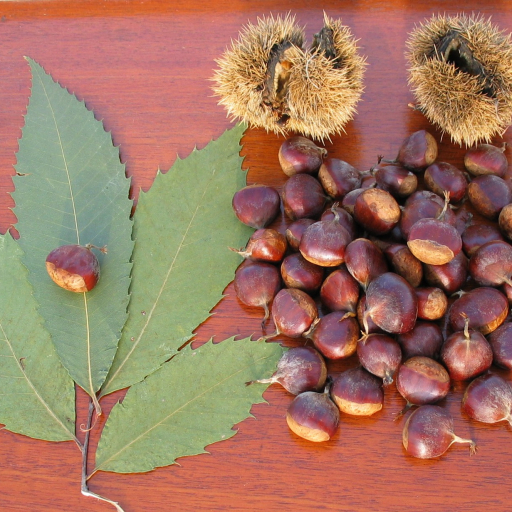 American Chestnut (Castanea Dentata) Plant Care & How to Grow, Water