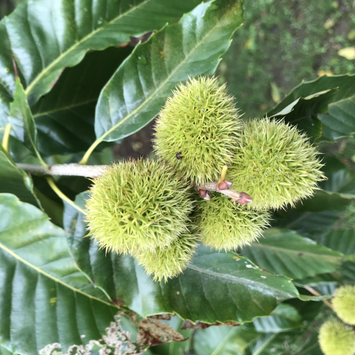 Henry's Chestnut (Castanea Henryi) Plant Care & How to Grow, Water