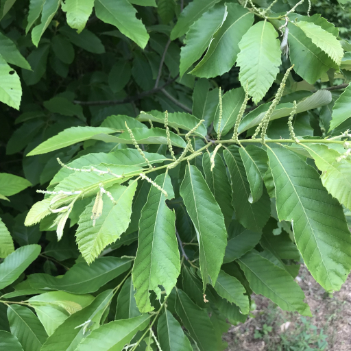 Dwarf Chestnut (Castanea Pumila) Plant Care & How to Grow, Water