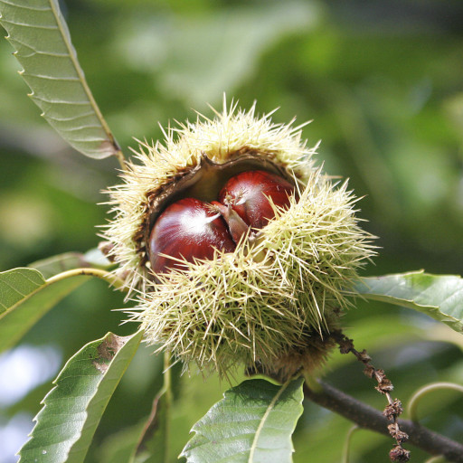 Sweet Chestnut (Castanea Sativa) Plant Care & How to Grow, Water