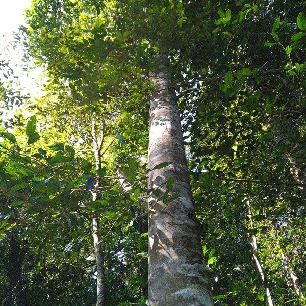 Castanopsis Fargesii Plant Care & How to Grow, Water