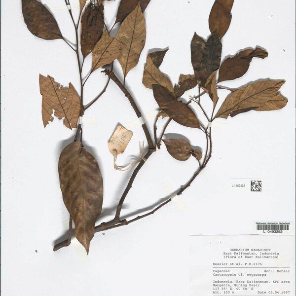 Castanopsis Megacarpa Plant Care & How to Grow, Water