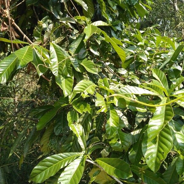 Bitter Evergreen Chinkapin (Castanopsis Sclerophylla) Care Guide: Water ...