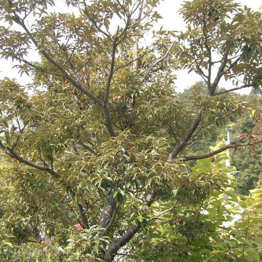 Itajii Chinkapin (Castanopsis Sieboldii) Plant Care & How to Grow, Water