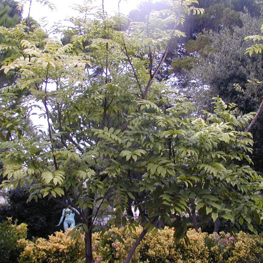 Moreton Bay Chestnut (Castanospermum Australe) Plant Care & How to Grow ...