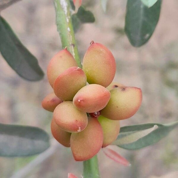 Castela Coccinea Plant Care & How to Grow, Water