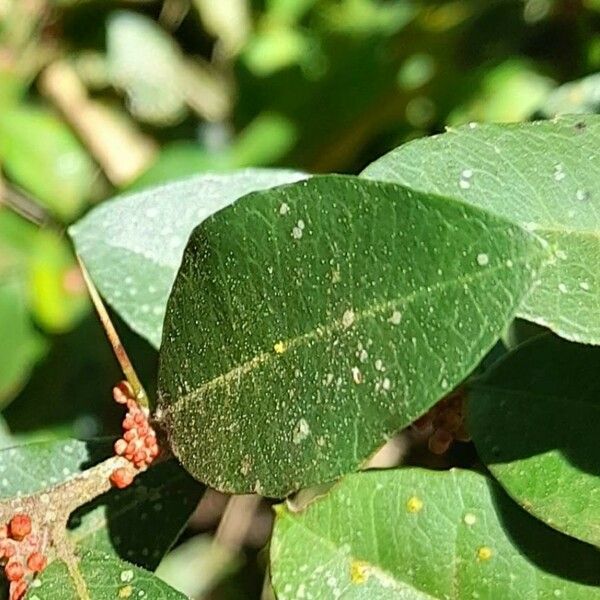 Castela Tweediei Plant Care & How to Grow, Water