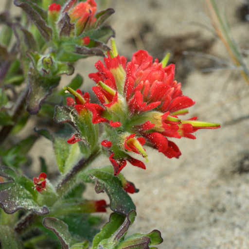 Coast Indian Paintbrush (Castilleja Affinis) Plant Care & How to Grow ...
