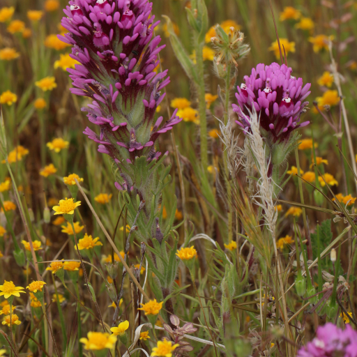 Exserted Indian Paintbrush (Castilleja Exserta) Plant Care & How to ...
