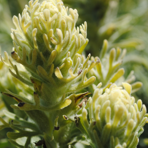San Clemente Island Indian Paintbrush (Castilleja Grisea) Plant Care ...