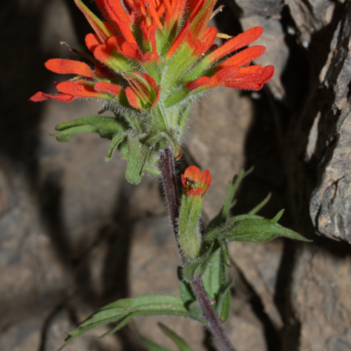 Acute Indian Paintbrush (Castilleja Hispida) Plant Care & How to Grow ...