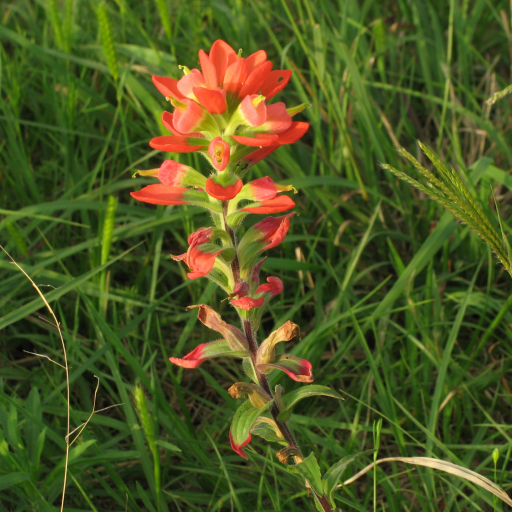 Texas Paintbrush (Castilleja Indivisa) Plant Care & How to Grow, Water