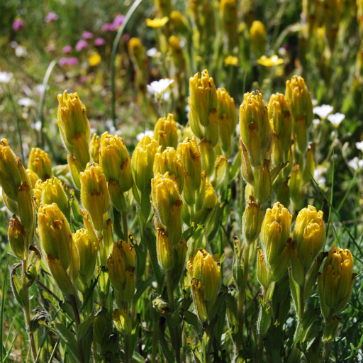 Golden Paintbrush (Castilleja Levisecta) Care Guide: Water, Soil ...
