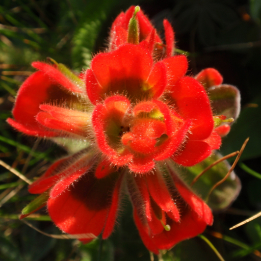 Mendocino Coast Indian Paintbrush (Castilleja Mendocinensis) Plant Care ...