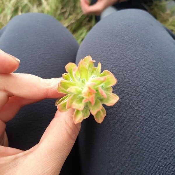 Trans-Pecos Indian Paintbrush (Castilleja Nervata) Plant Care & How to ...