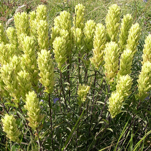 Western Indian Paintbrush (Castilleja Occidentalis) Plant Care & How to ...