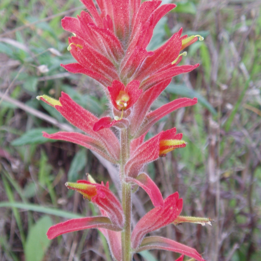 Longleaf Indian Paintbrush (Castilleja Subinclusa) Plant Care & How to ...