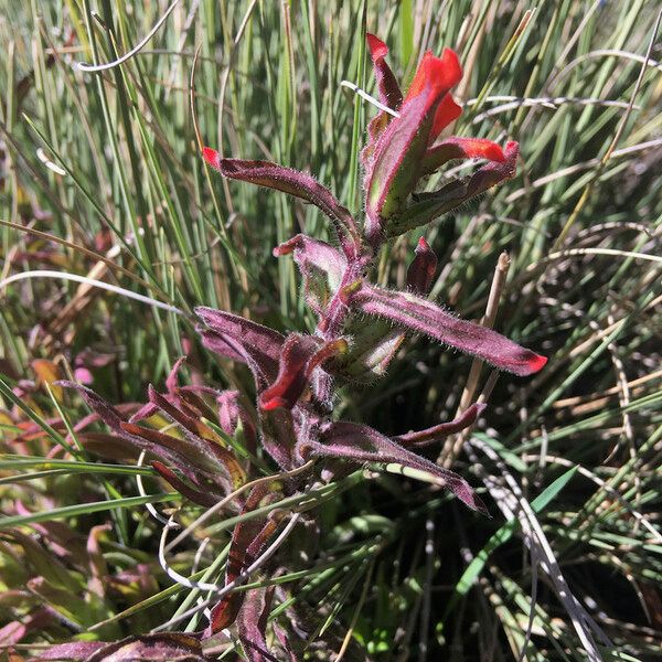 Catalina Indian Paintbrush (Castilleja Tenuiflora) Plant Care & How to ...