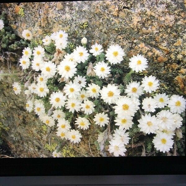 Corsican Everlasting (Castroviejoa Frigida) Plant Care & How to Grow, Water
