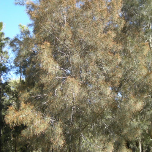 Australian Pine (Casuarina Cunninghamiana) Plant Care & How to Grow, Water
