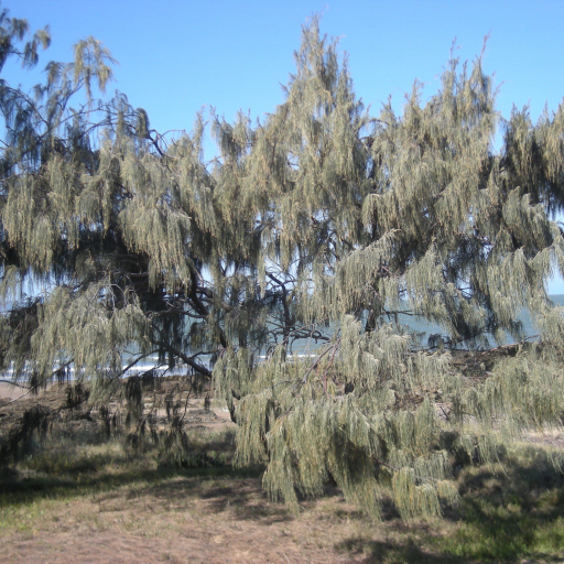 Beach Sheoak (Casuarina Equisetifolia) Plant Care & How to Grow, Water