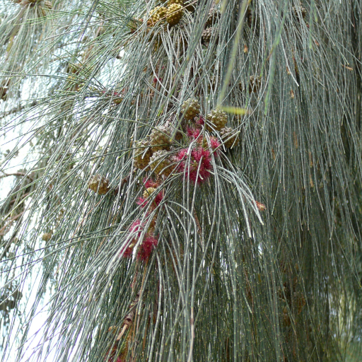 Casuarina Plant Care & How to Grow, Water