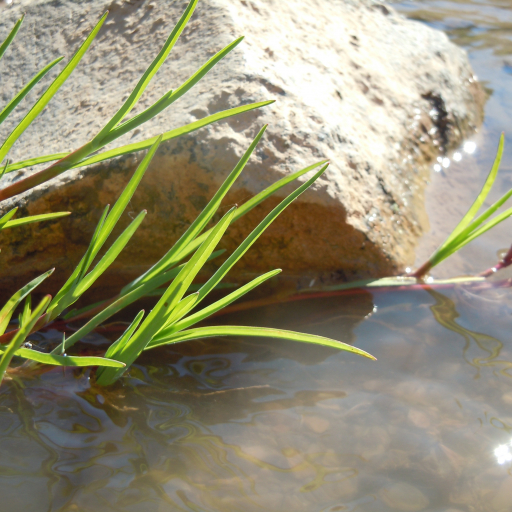 Water Whorl-Grass (Catabrosa Aquatica) Plant Care & How to Grow, Water