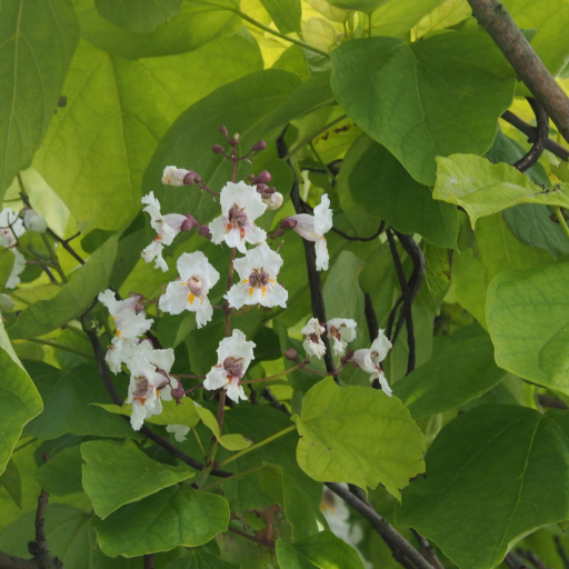 Catalpa Brevipes Plant Care & How to Grow, Water