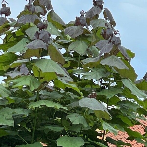 Hybrid Catalpa (Catalpa × Erubescens) Plant Care & How to Grow, Water