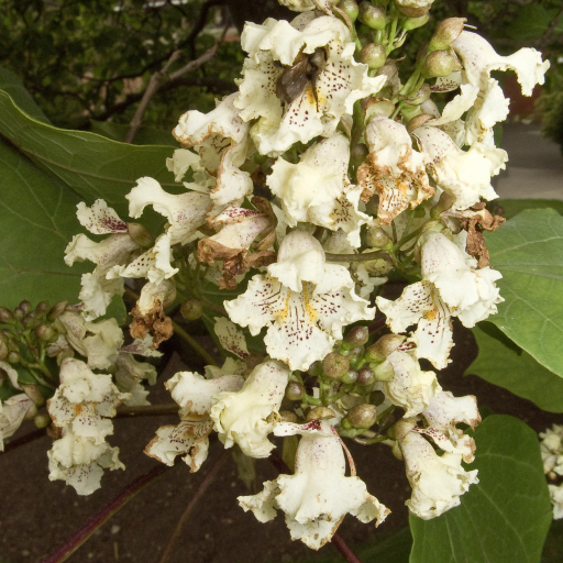 Chinese Catalpa (Catalpa Ovata) Plant Care & How to Grow, Water