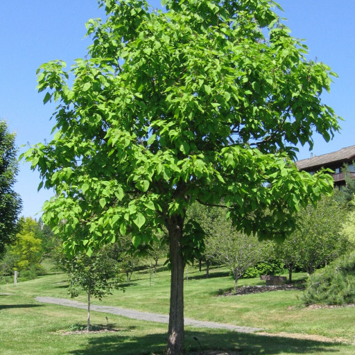 Northern Catalpa (Catalpa Speciosa) Plant Care & How to Grow, Water