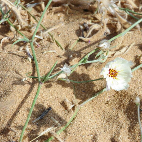 Catananche Arenaria Plant Care & How to Grow, Water