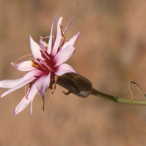 Catananche Caespitosa Care Guide: Water, Soil & Propagation - Plantiary