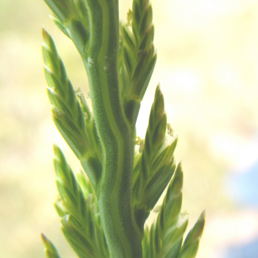 Sea Fern-grass (Catapodium Marinum) Plant Care & How to Grow, Water