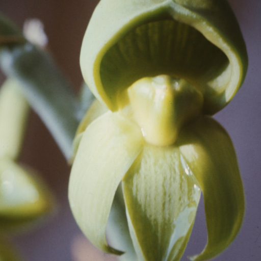 Catasetum Discolor Plant Care & How to Grow, Water