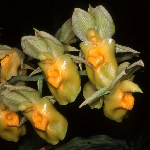 Catasetum Expansum Plant Care & How to Grow, Water