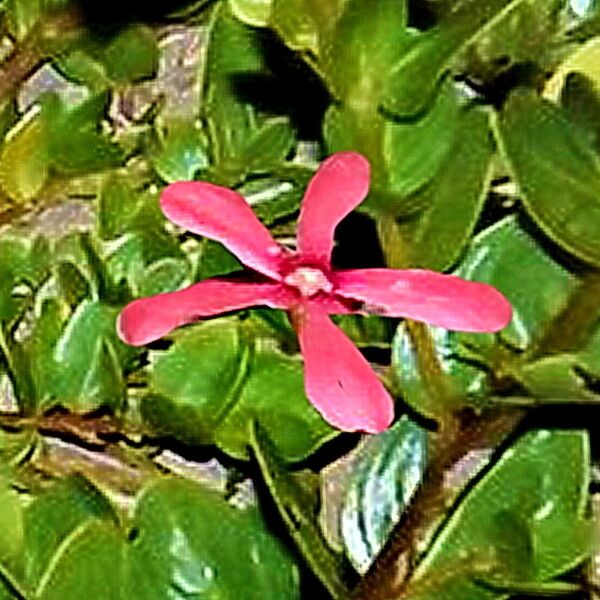 Catharanthus Ovalis Plant Care & How to Grow, Water