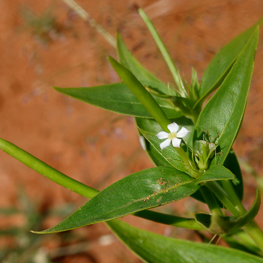 Sada Bahar (Catharanthus Pusillus) Plant Care & How to Grow, Water