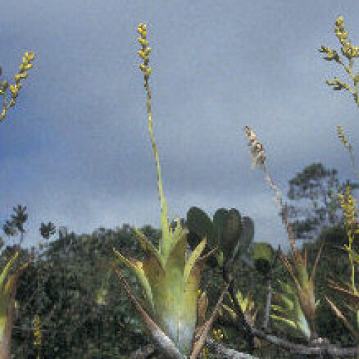 Powdery Strap Airplant (Catopsis Berteroniana) Plant Care & How to Grow ...