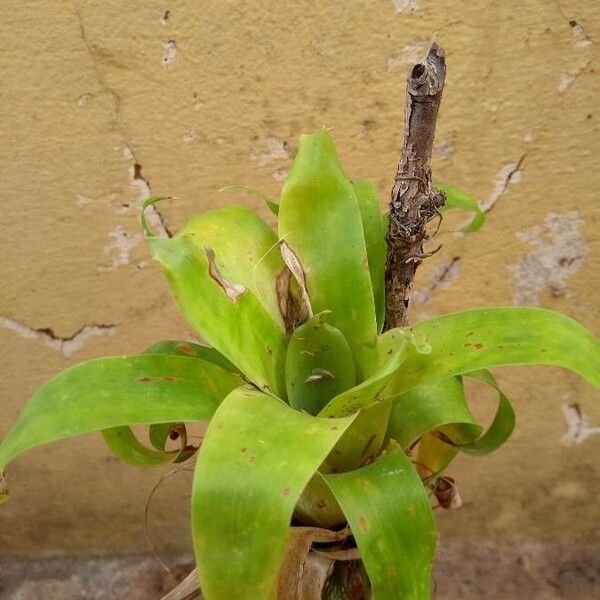 Catopsis Compacta Plant Care & How to Grow, Water