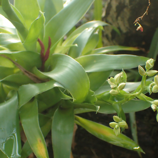 Florida Strap Airplant (Catopsis Floribunda) Plant Care & How to Grow ...
