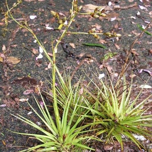 Catopsis Juncifolia Care Guide: Water, Soil & Propagation - Plantiary