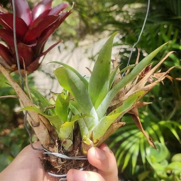 Catopsis Morreniana Plant Care & How to Grow, Water