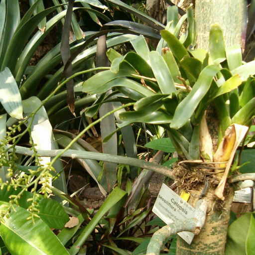 Sessileleaf Strap Airplant (Catopsis Sessiliflora) Plant Care & How to ...