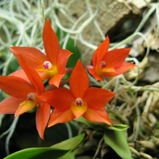 Cattleya Cernua Plant Care & How to Grow, Water