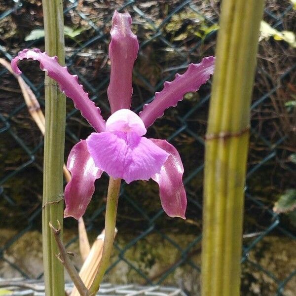 Cattleya Elongata Plant Care & How to Grow, Water