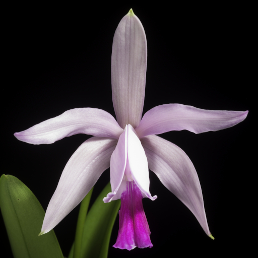 Intermediate Cattleya (Cattleya Intermedia) Plant Care & How to Grow, Water